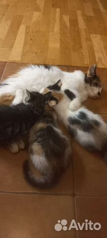 Котята для частного дома 2 мес трехцветные