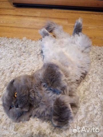 Британский кот