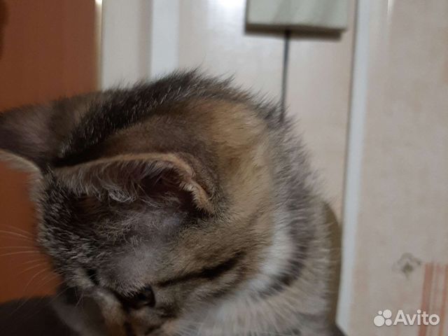 Отдаю бесплатно котика