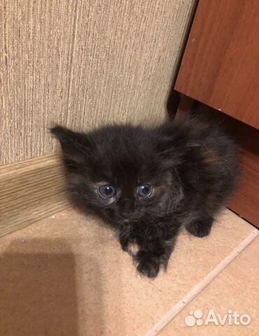 Котята В добрые руки бесплатно