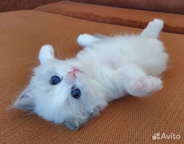 Котята рэгдолл