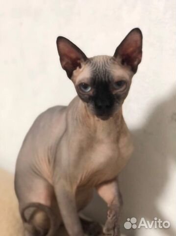 Арчи ищет семью