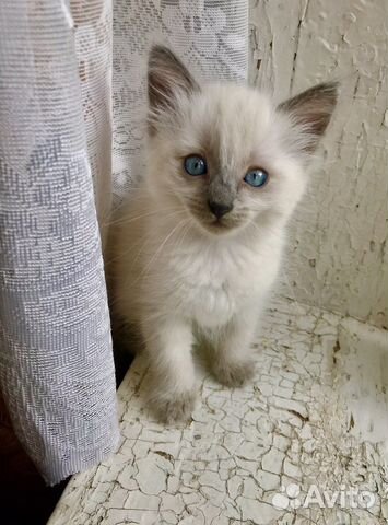 Тайская кошка