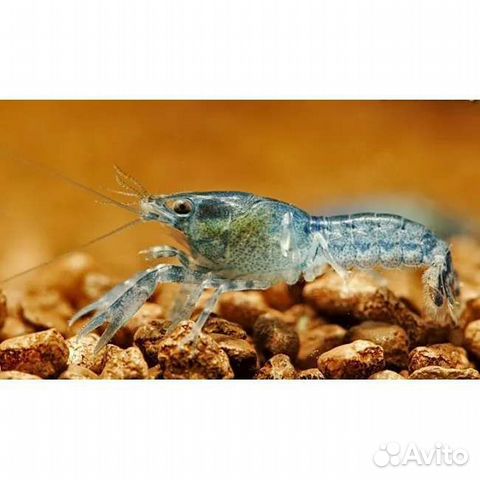 Рак карликовый синий