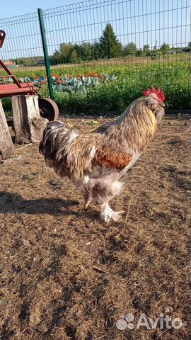 Петух фавероль