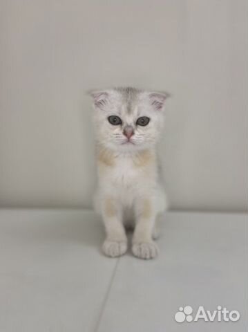 Шотландские вислоухие котята