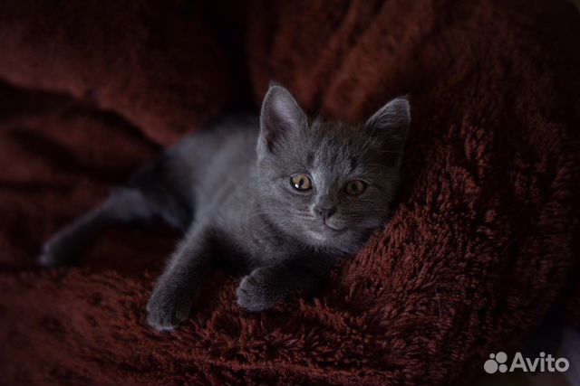 Котенок ищет дом