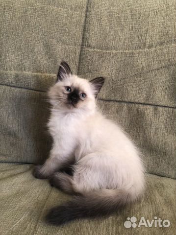 Котенок Невский Маскарадный