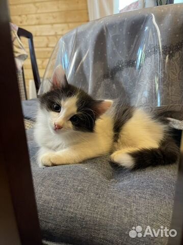 Котята в добрые руки бесплатно