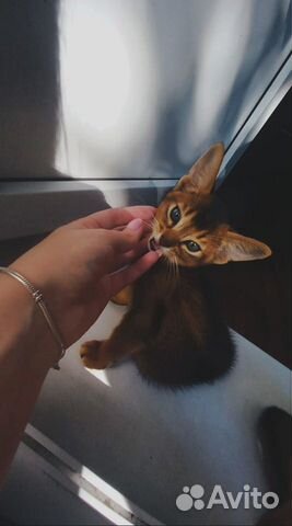 Аббисинские котята