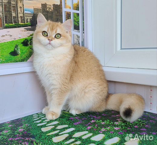 Кошка ny12 в разведение, 1 год