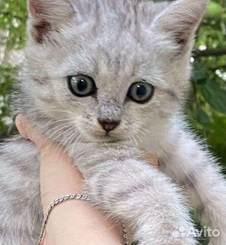 Котенок британский