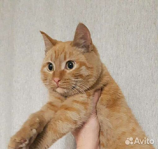 Котенок мальчик 7 месяцев