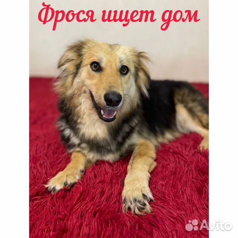 Собака Фрося в добрые руки