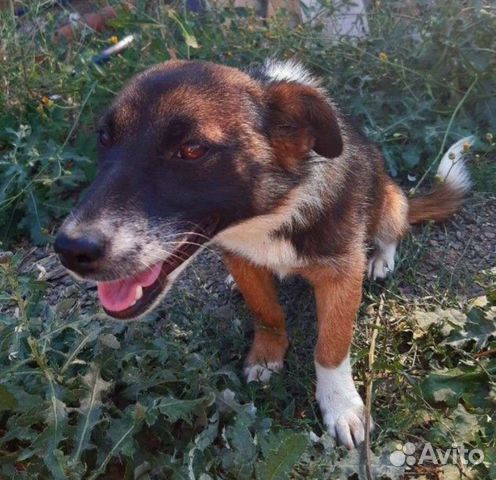 Собака в добрые руки отдам бесплатно