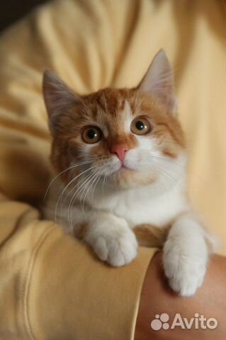 Котенок Фиби ищет дом