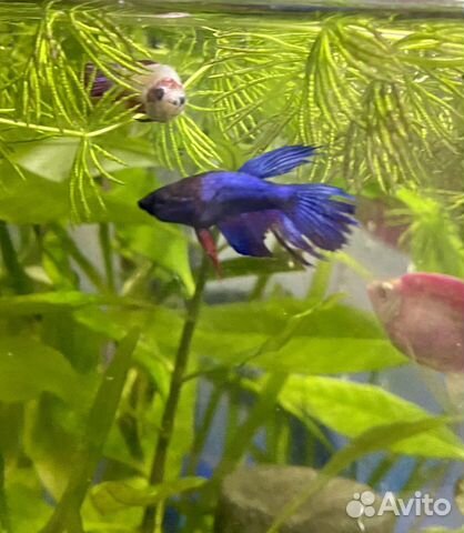 Рыбки сиамские петушки
