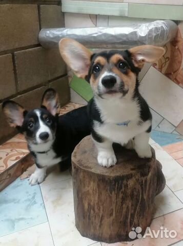 Щенок вельш корги кapдиган