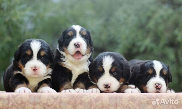 Замечательные щенки бернского зенненхунда