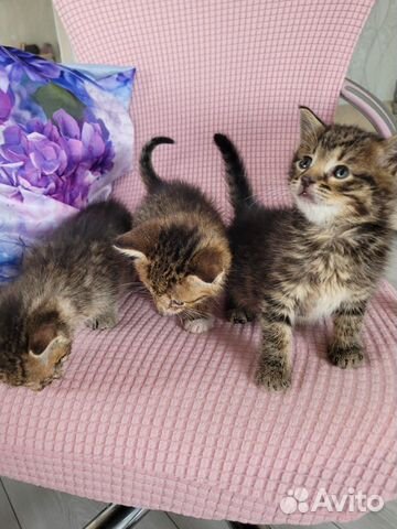 Котята малыши 1 месяц