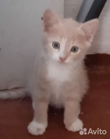 Кошечка Машенька 1.5 месяцев