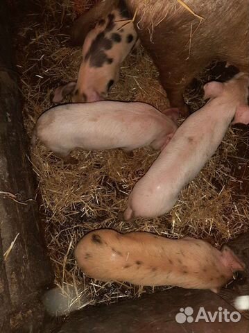 Поросенок ливенская+дюрок