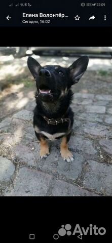 Щенок в добрые руки маленькой собаки