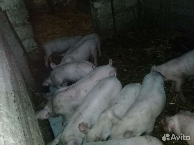 Поросенок крупная белая