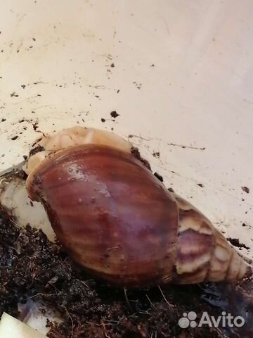 Улитки ахатины большие