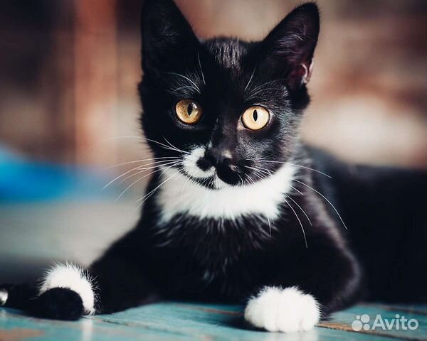 Не киска а тигренок, в добрые руки