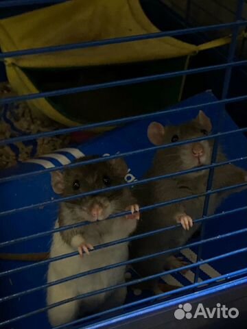 Крыски с клеткой бесплатно