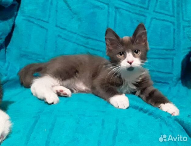 Котята Серебристо-Дымчатые в дар в добрые руки