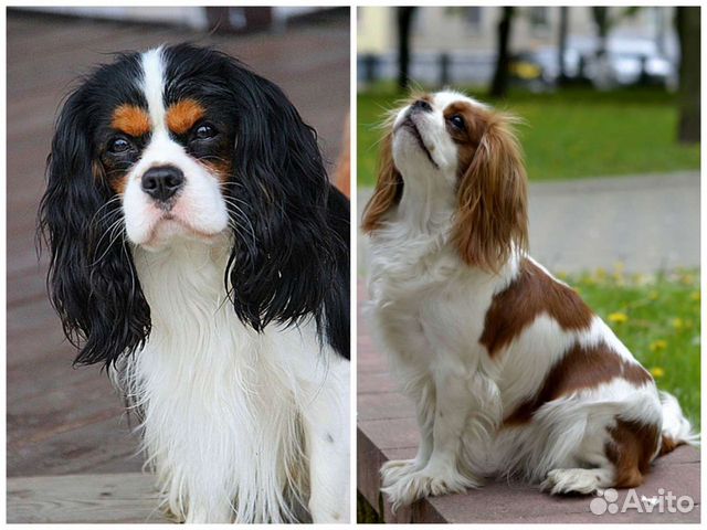 Годовалые девочки ккчс