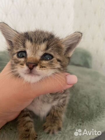 Ручной котенок ищет дом