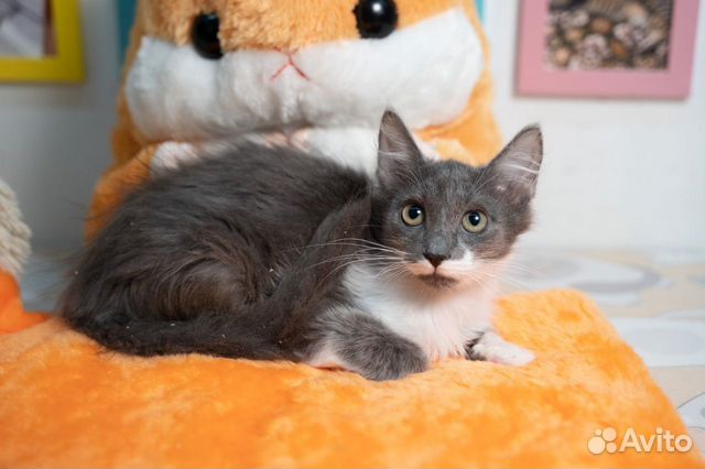 Котенок Рик в добрые руки