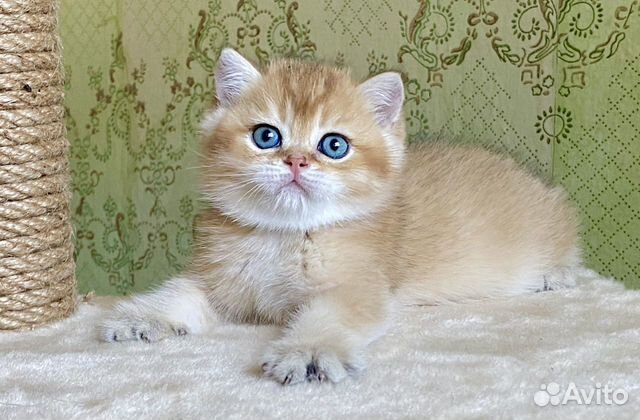 Очаровашка золотая бриташка котик