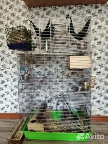 Чилийская белка дегу