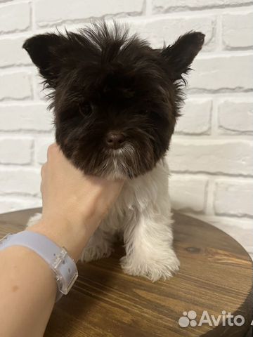 Цветной шоколадный Йорк девочка