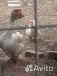 Гусак и гуска холмогоры