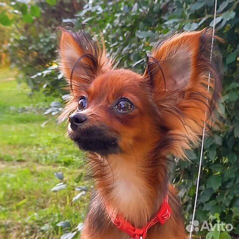 Бриша - яркая девочка,русский той д-ш