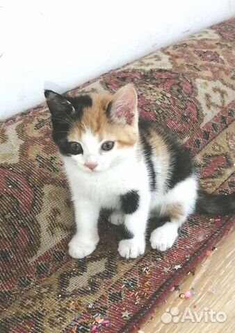 Котенок девочка