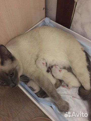 Сиамские котята