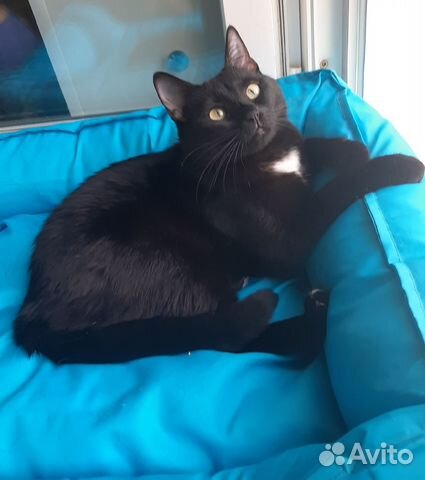 Молодая чёрная кошка с прикольной мордочкой в дар