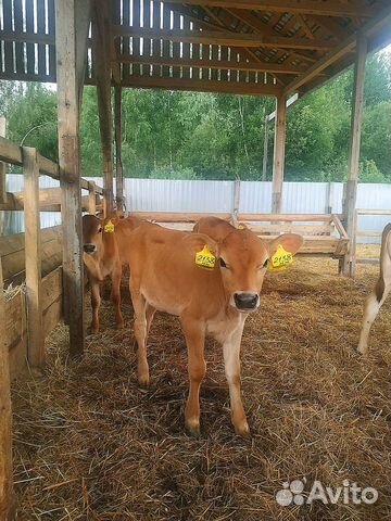 Телята, бычки, тёлочки породистые