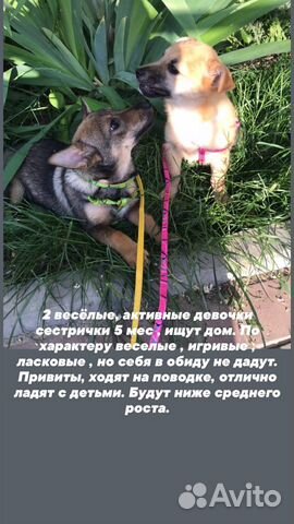 Отдаются щеночки 5 мес бесплатно