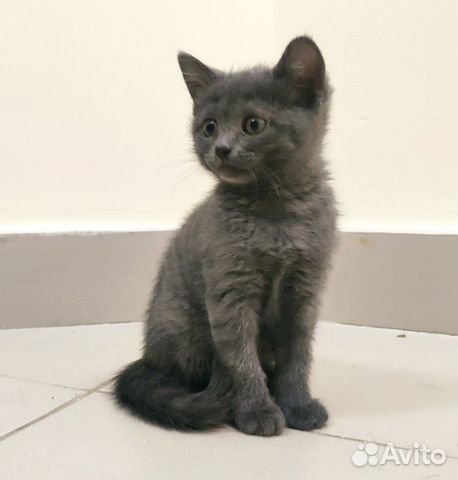 Котята 2 мес серый, полосатые 2 девочки, 1 мальчик