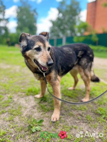 Собака в добрые руки. Дашуля