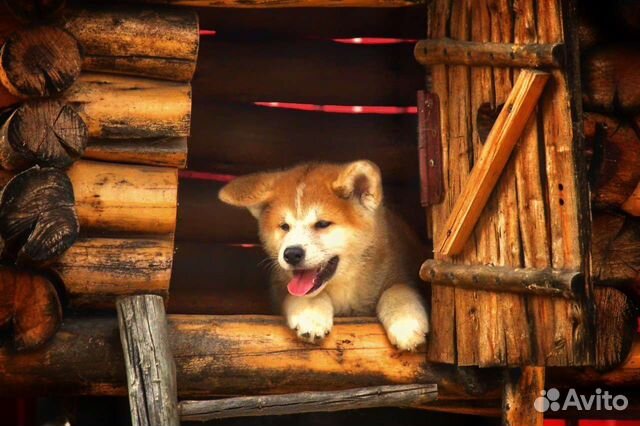 Собаки щенки