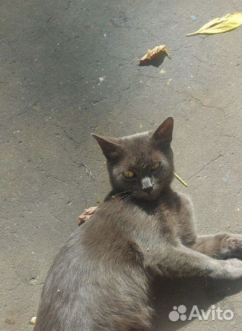 Отдадим котика в добрые руки