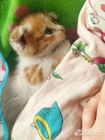 Кошечка в добрые руки